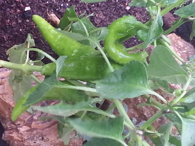 Collecting dew: another step in water conservation – Domestic Felicity