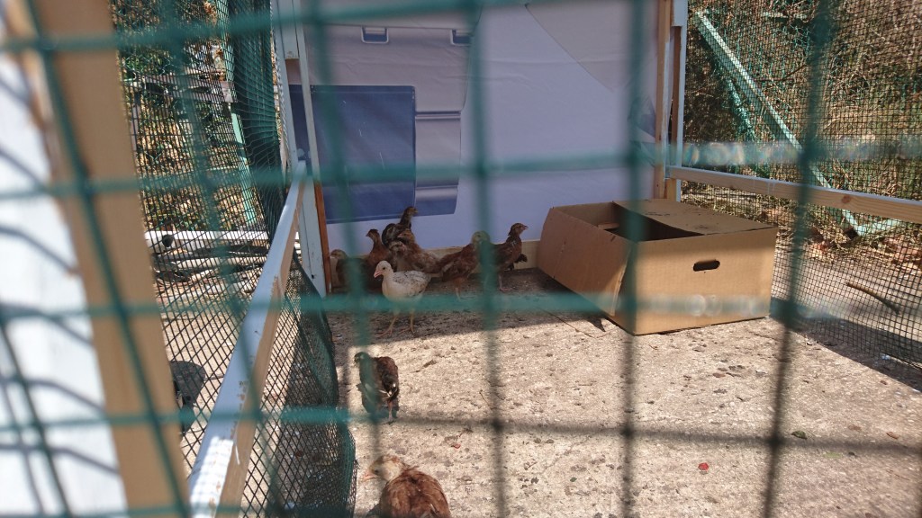 Our new chicken coop – Domestic Felicity