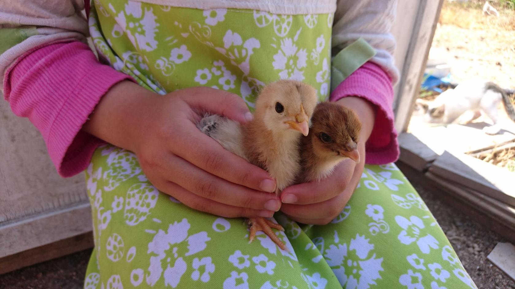 Myrtle berry jam – Domestic Felicity