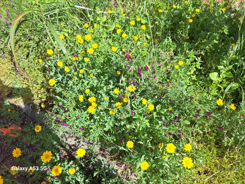 Domestic Felicity – Simple living, backyard homesteading, and ...